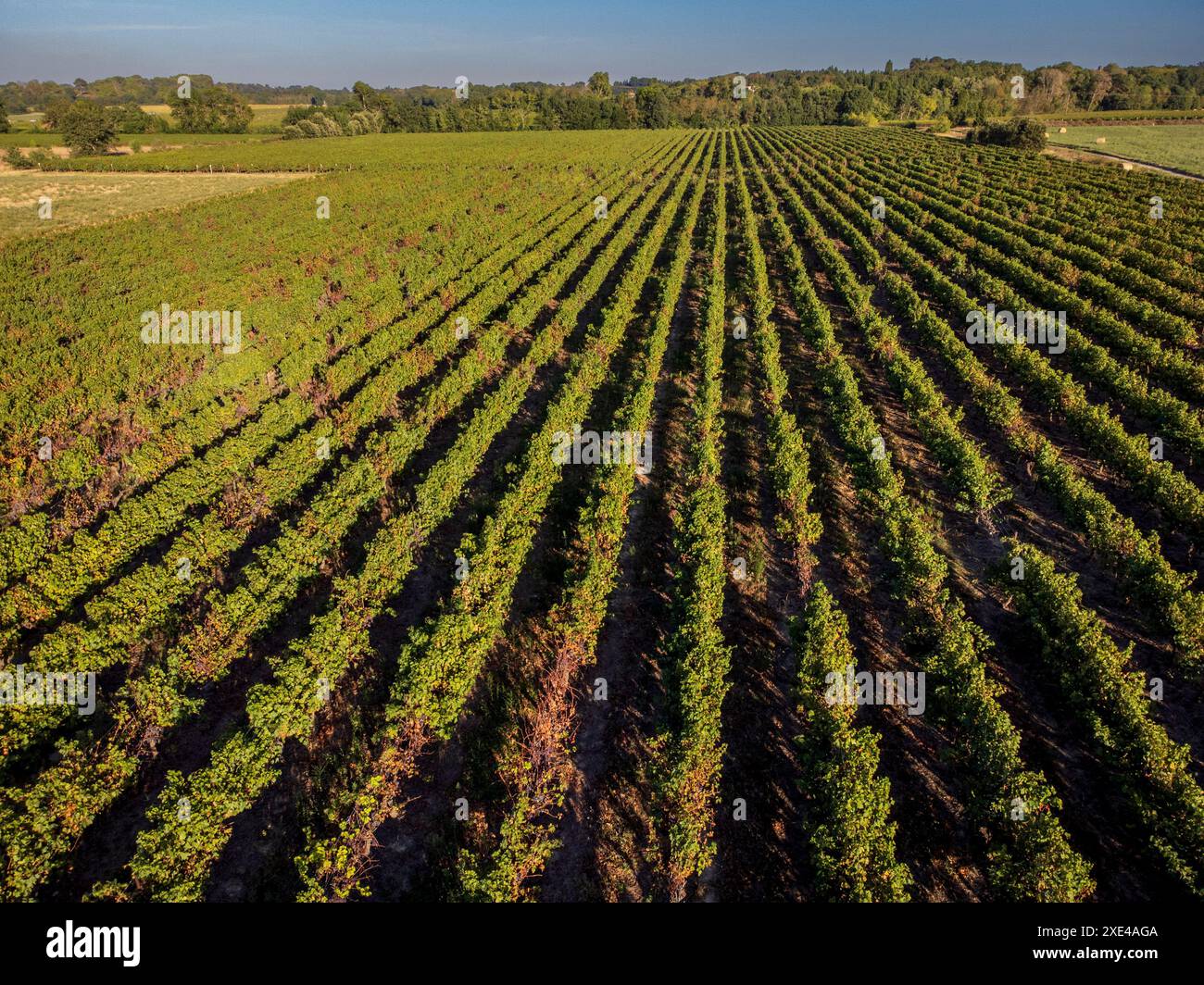 Vineyard plantations hi-res stock photography and images - Alamy