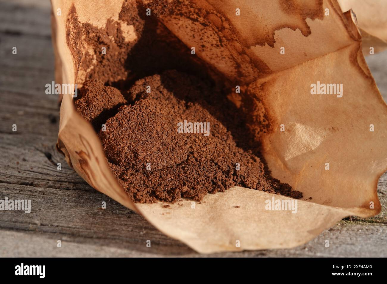 Coffea arabica, coffee, compost Stock Photo - Alamy