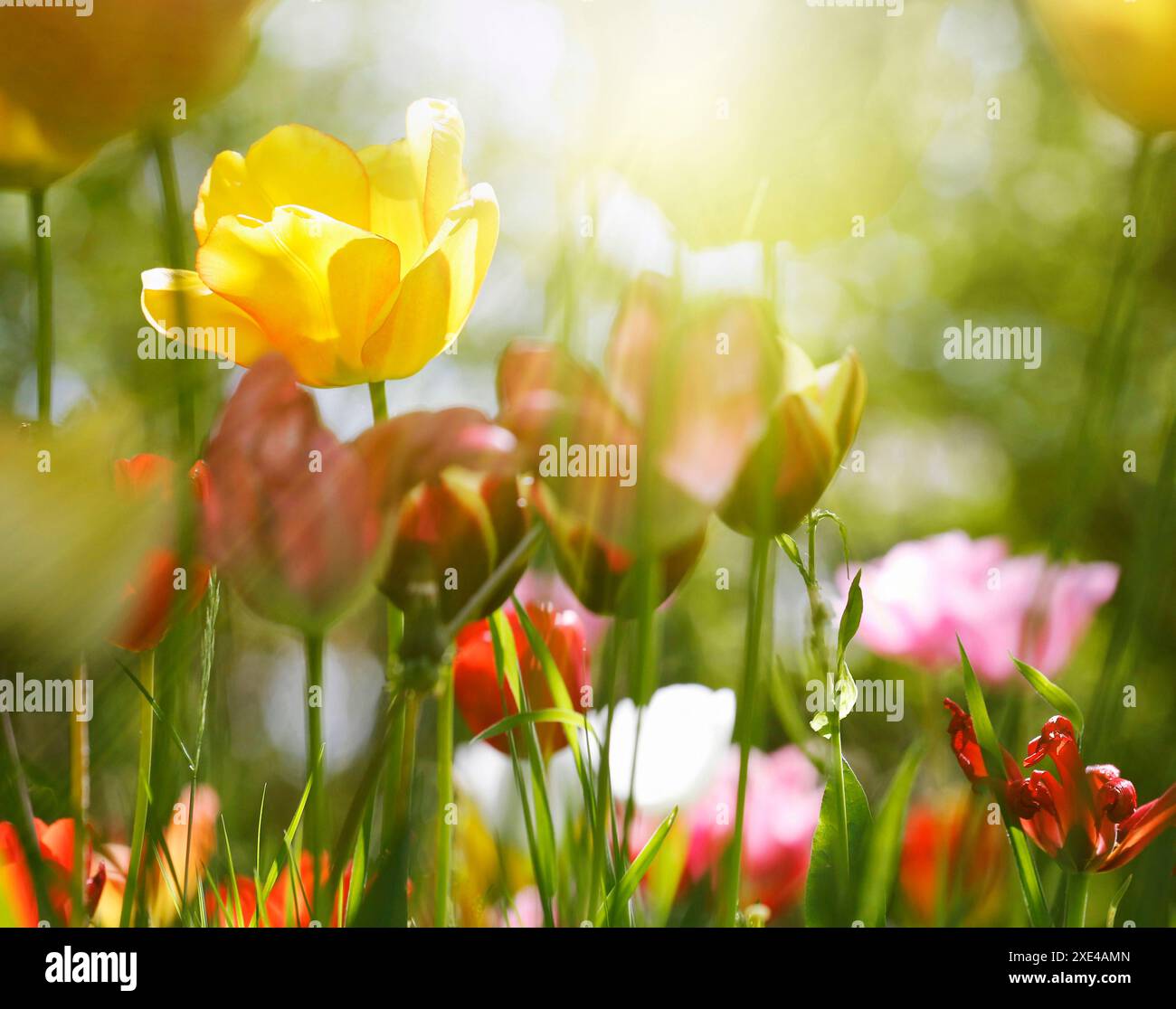 Spring colors hi-res stock photography and images - Alamy