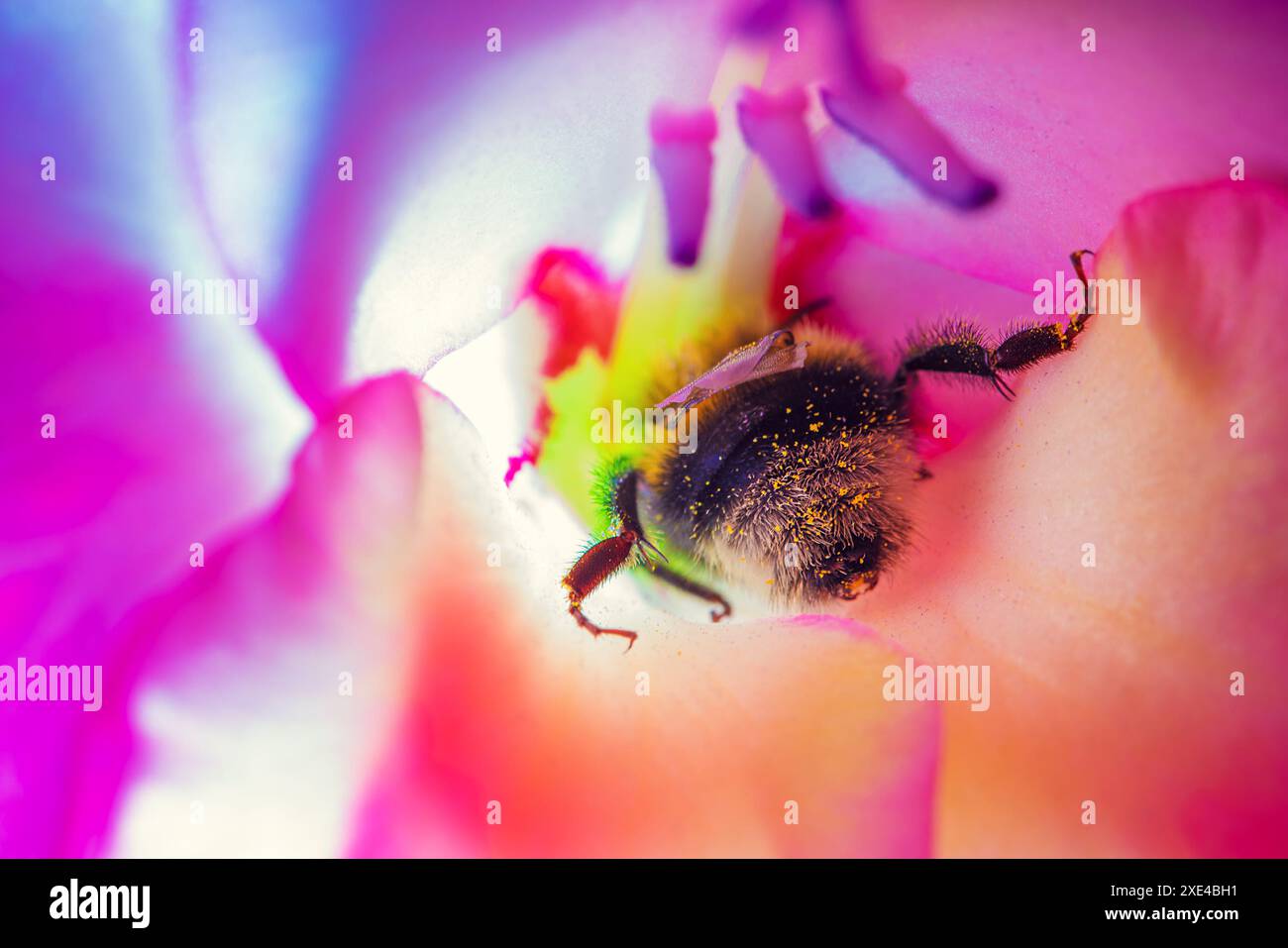 Bumblebee in flower Stock Photo - Alamy