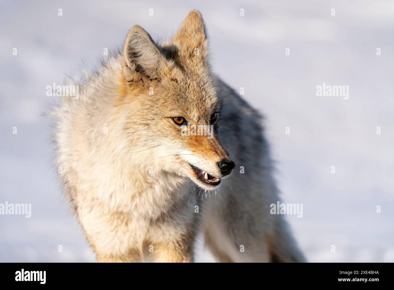 Prairie Coyote Canada Stock Photo - Alamy