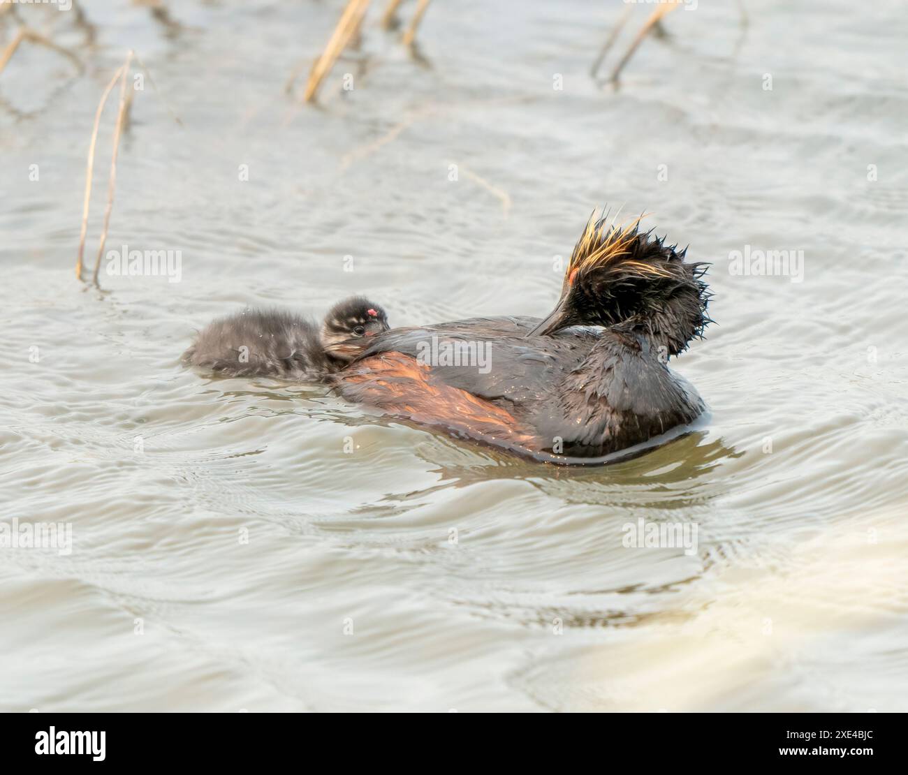 Eared grebe migratory bird hi-res stock photography and images - Alamy