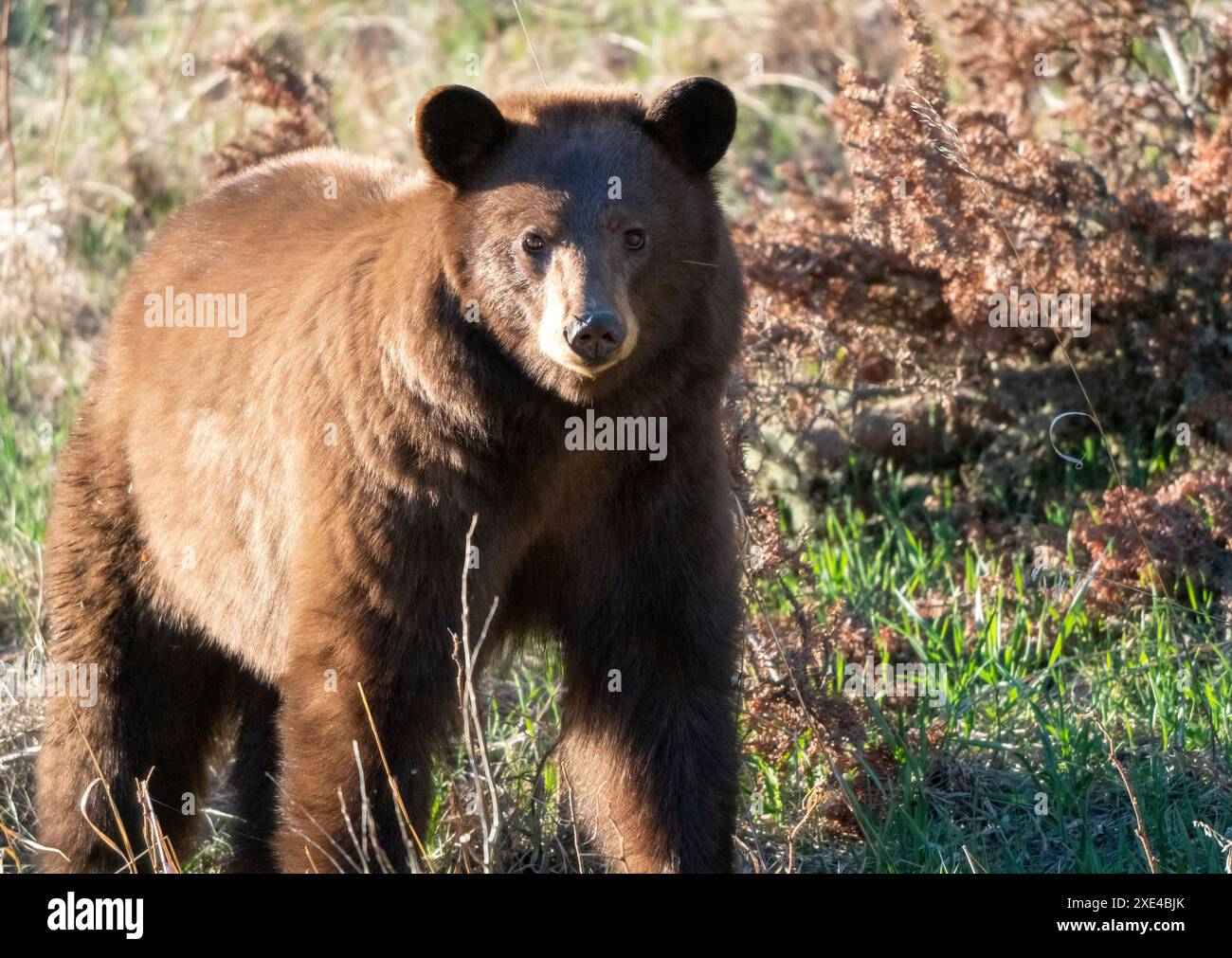 Cinnamon Black Bear Stock Photo - Alamy