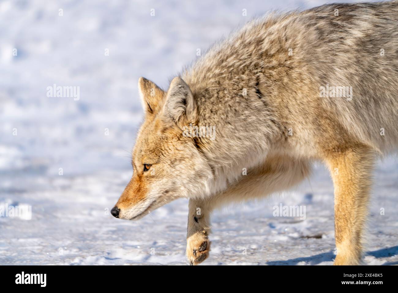 Prairie Coyote Canada Stock Photo - Alamy