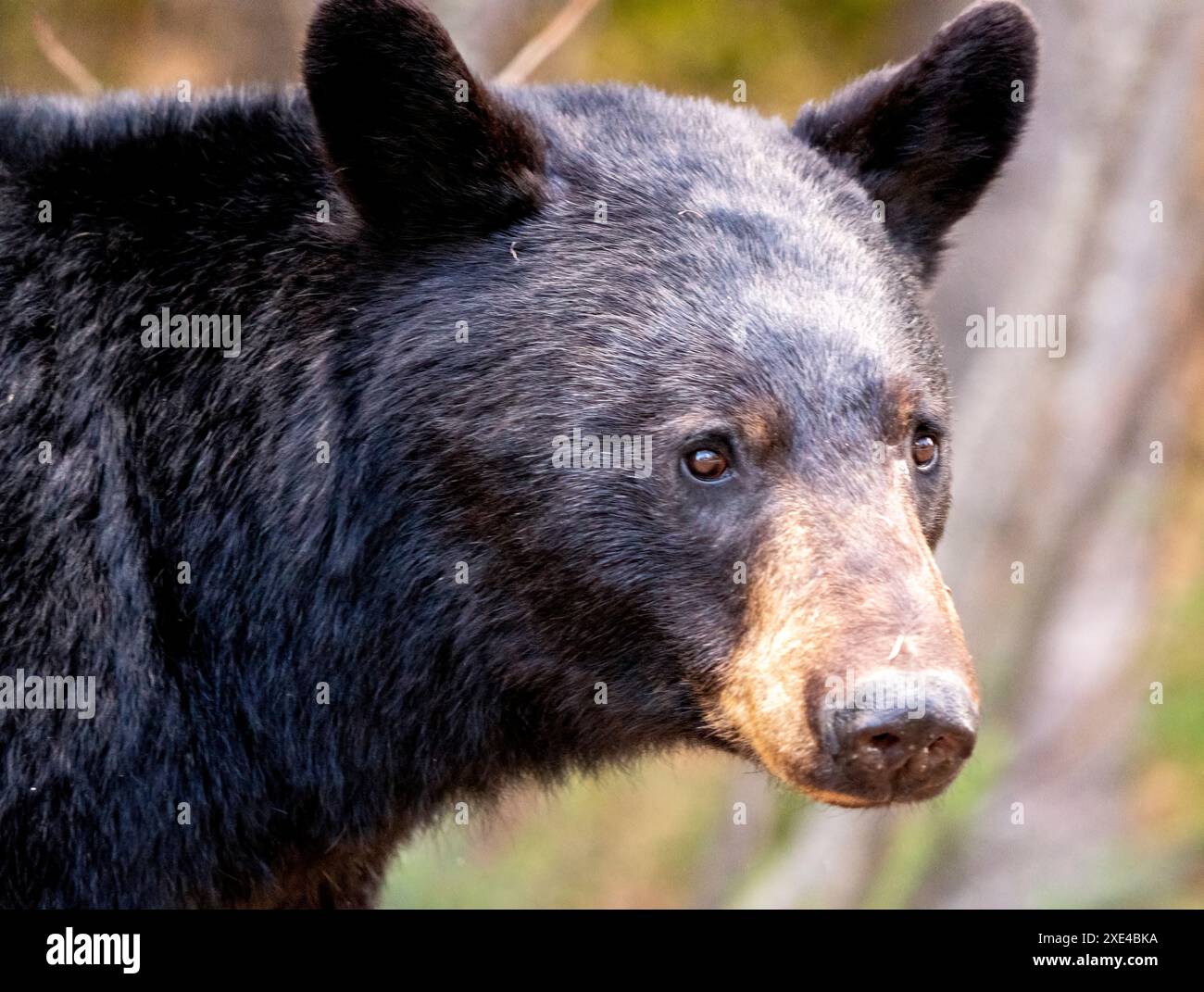 Black bear portrait close hi-res stock photography and images - Alamy