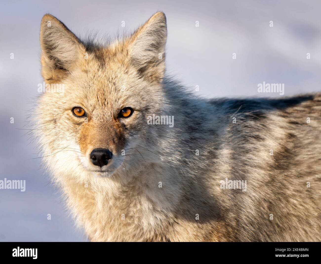 Coyote wildlife hi-res stock photography and images - Alamy