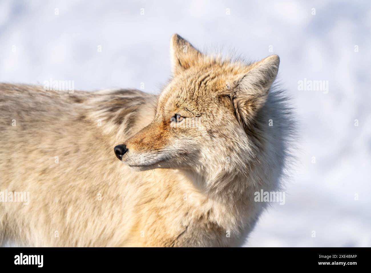 Coyote canada hi-res stock photography and images - Alamy