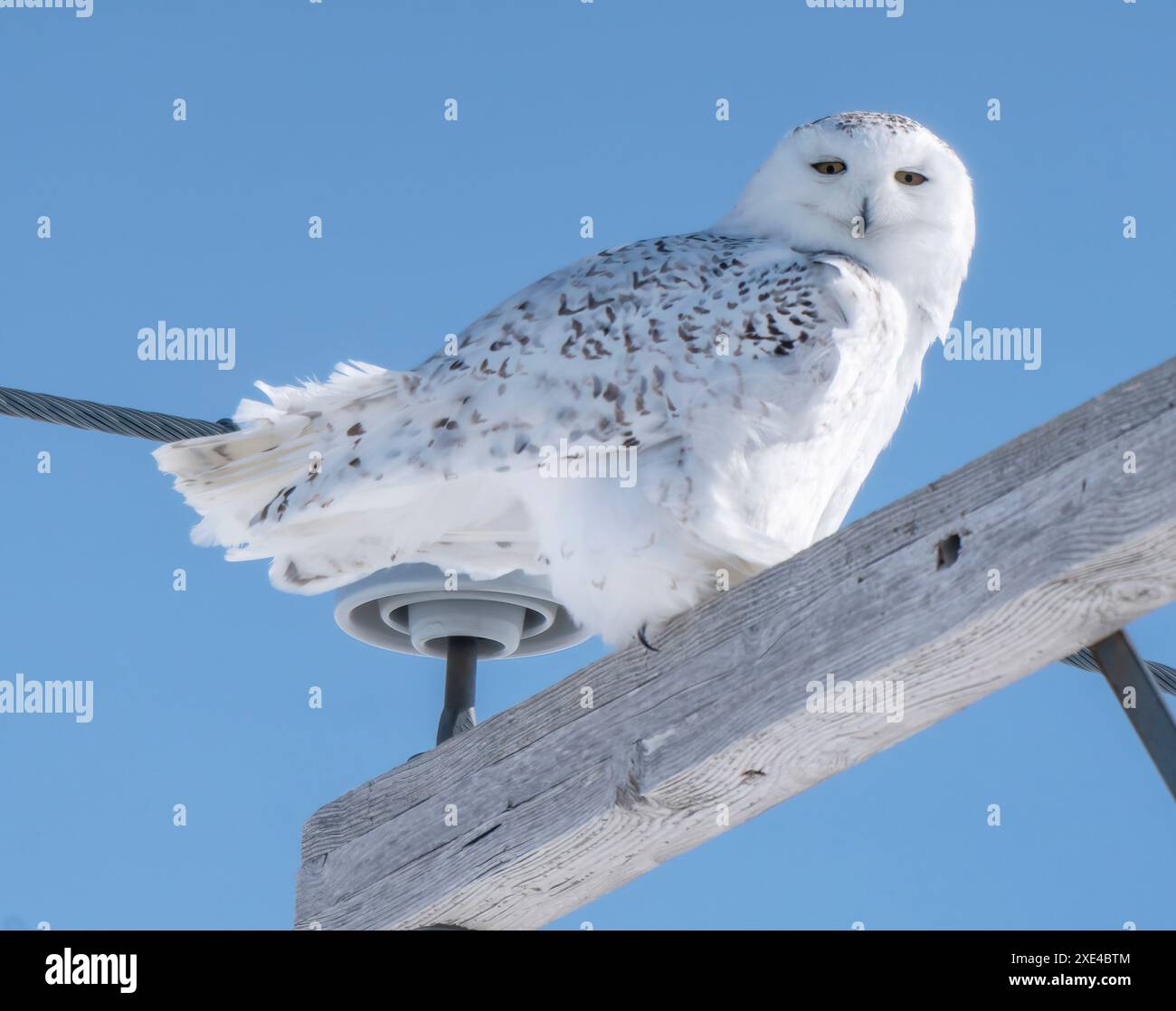 Majestic snowy owl hi-res stock photography and images - Alamy