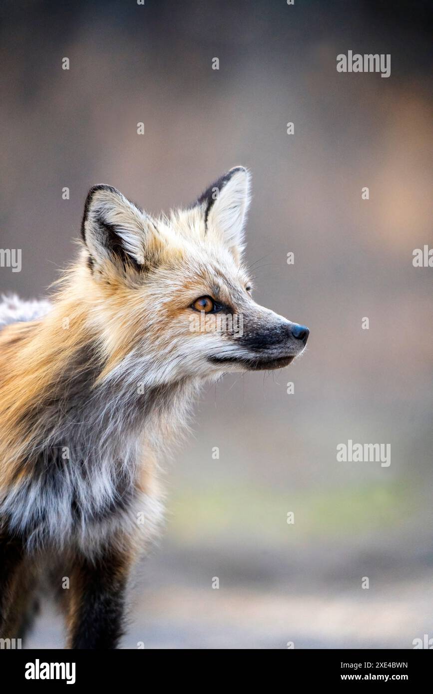 Fox Hunting Canada Stock Photo - Alamy
