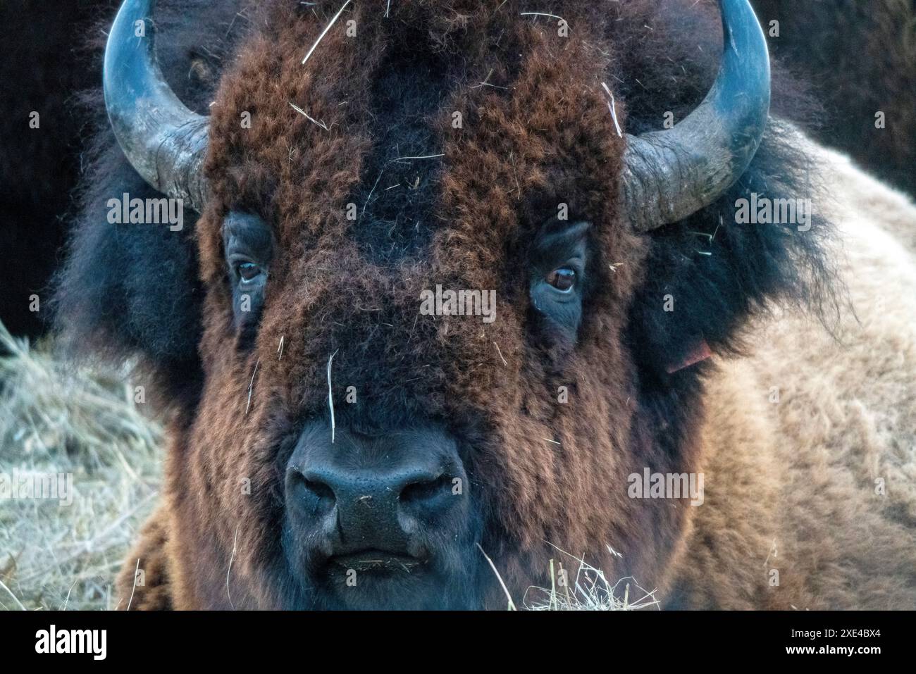 Close up of bison hi-res stock photography and images - Alamy