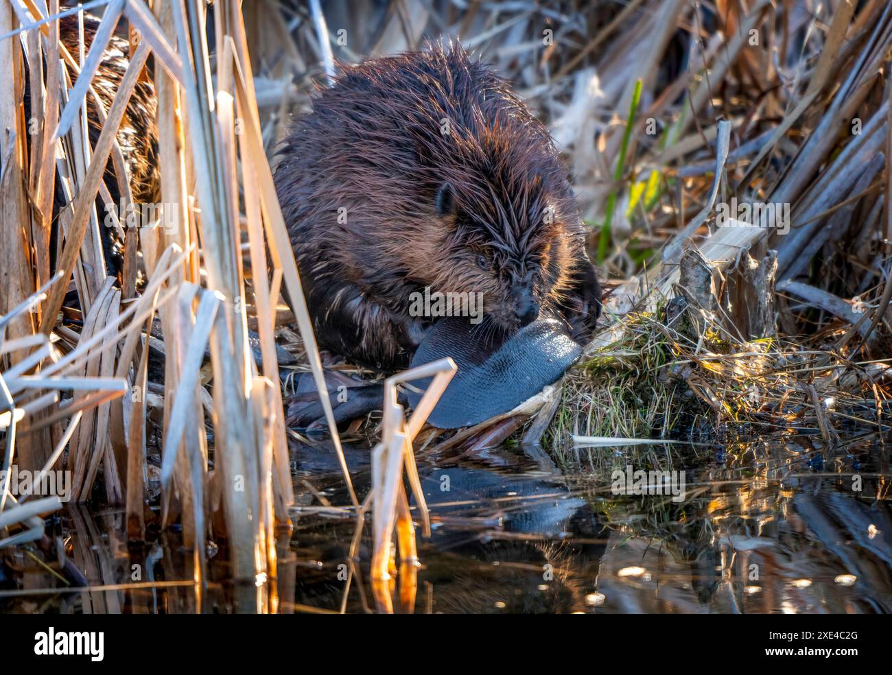 Close Up Beaver Stock Photo - Alamy