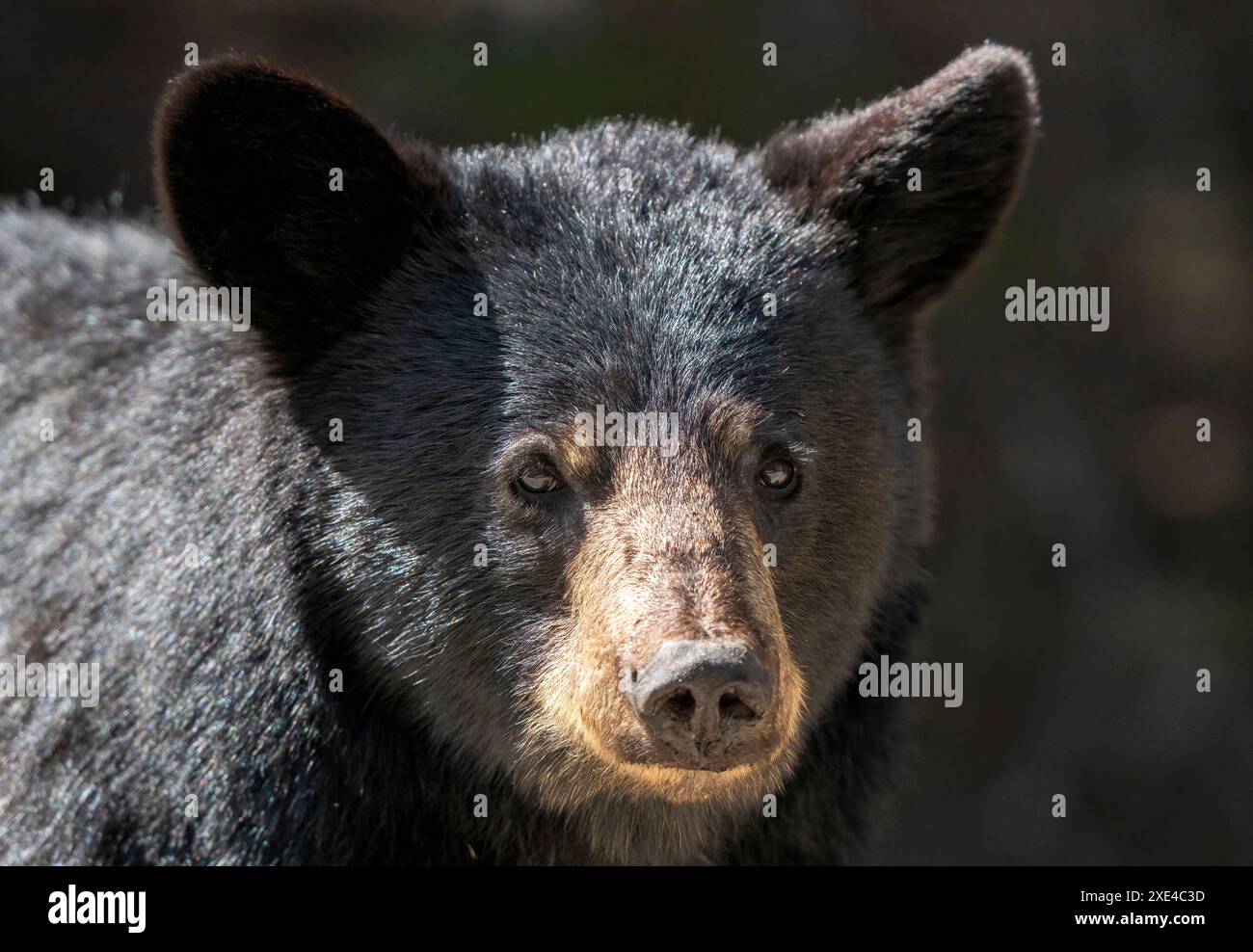 Black bear closeup hi-res stock photography and images - Alamy