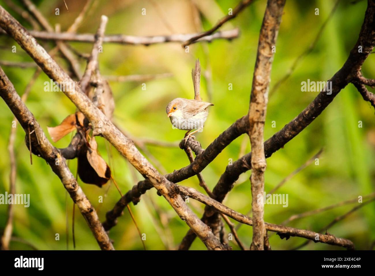 The superb fairywren is a passerine bird in the Australasian wren ...