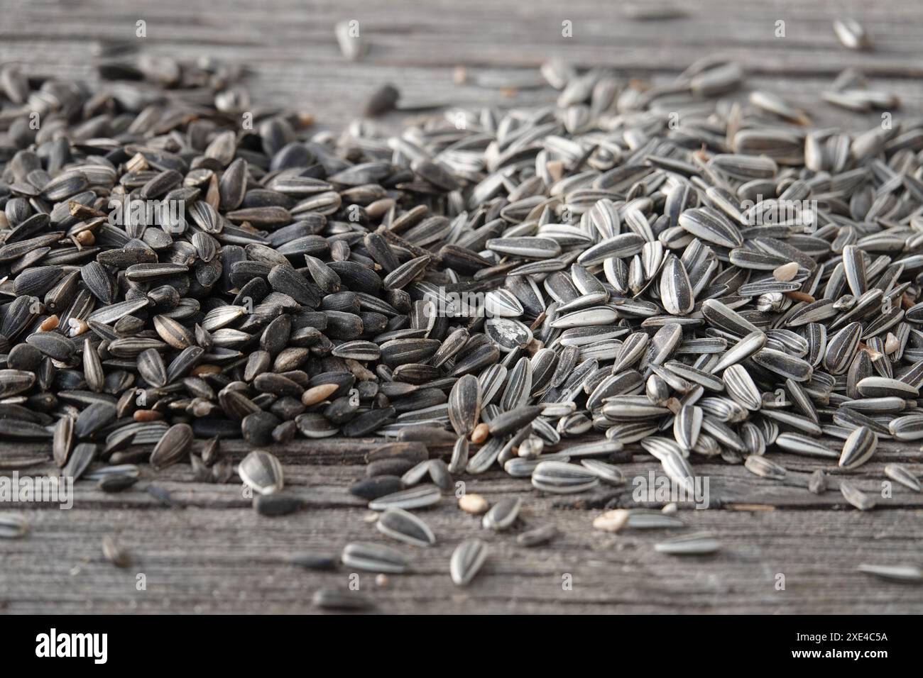 Helianthus annuus, sunflower, seeds Stock Photo - Alamy