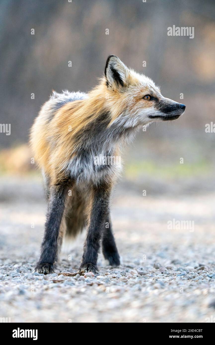 North american fox hi-res stock photography and images - Alamy