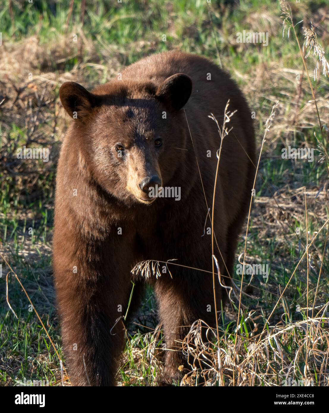 Cinnamon Black Bear in Northern Saskatchewan Canada Stock Photo - Alamy