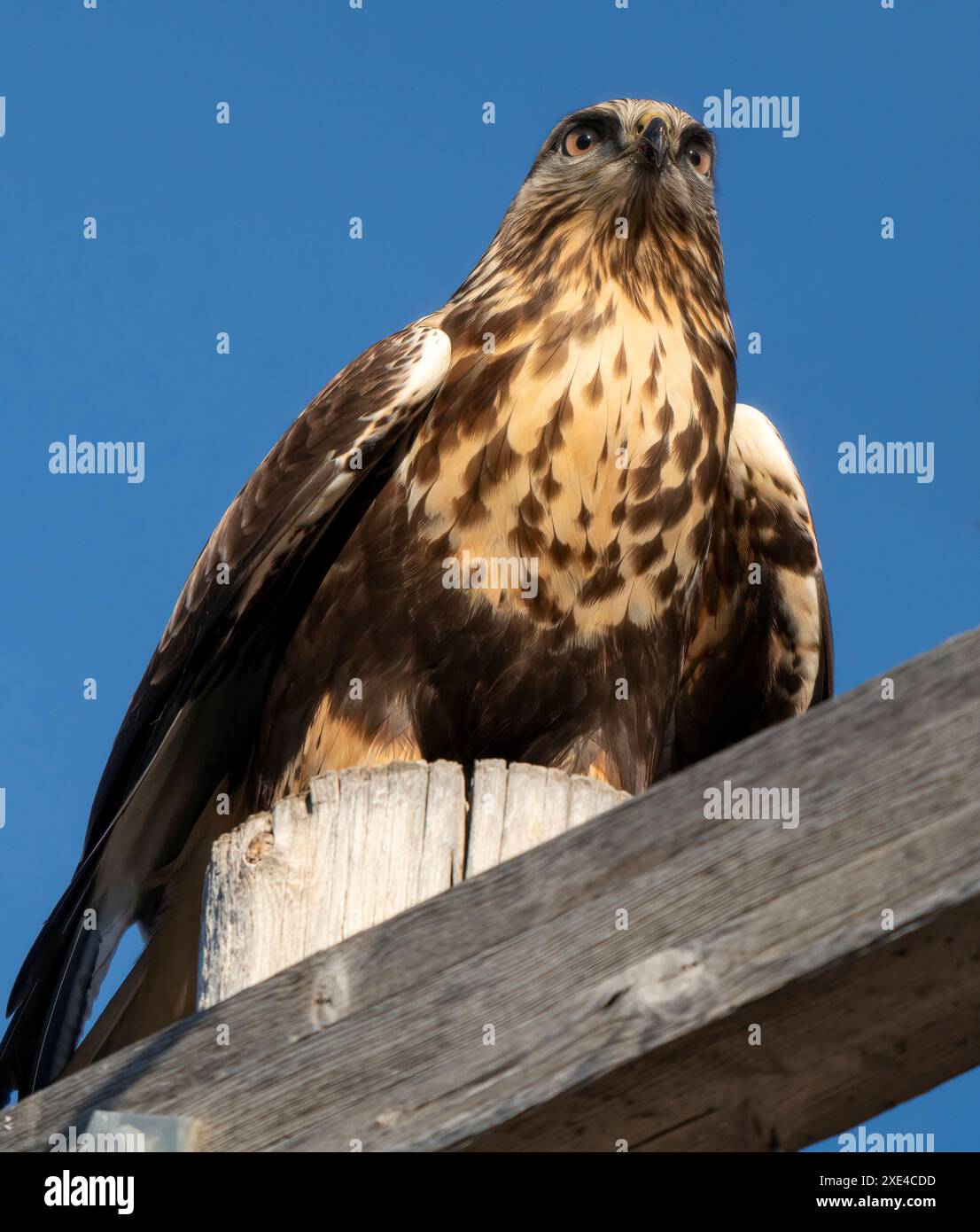 Rough Legged Hawk Stock Photo - Alamy