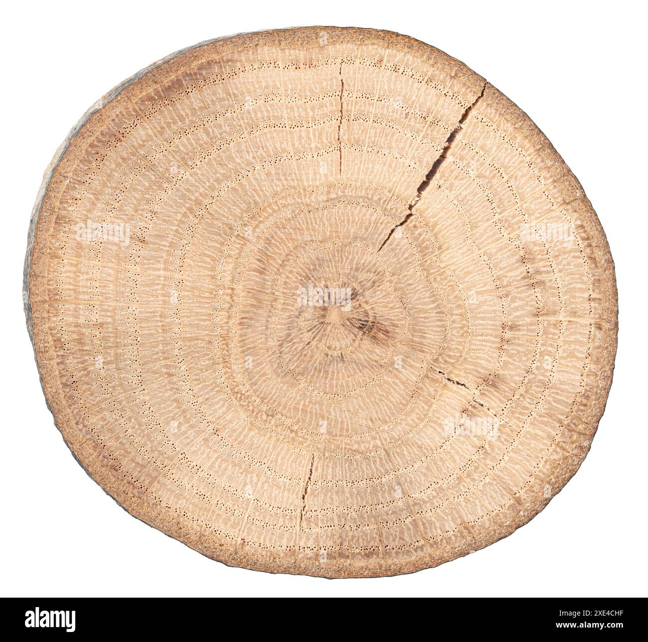 Timber cross section Cut Out Stock Images & Pictures - Alamy