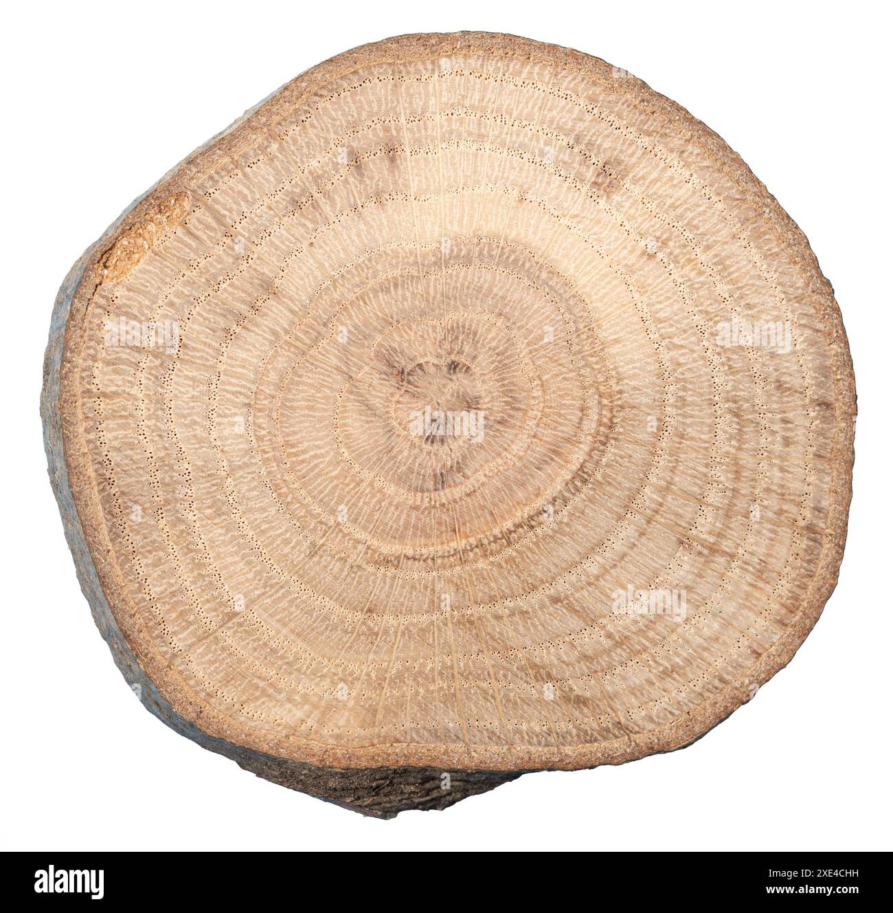 Timber cross section Cut Out Stock Images & Pictures - Alamy