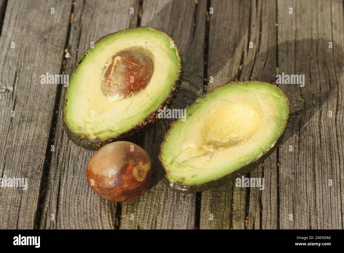 Persea americana seed hi-res stock photography and images - Alamy