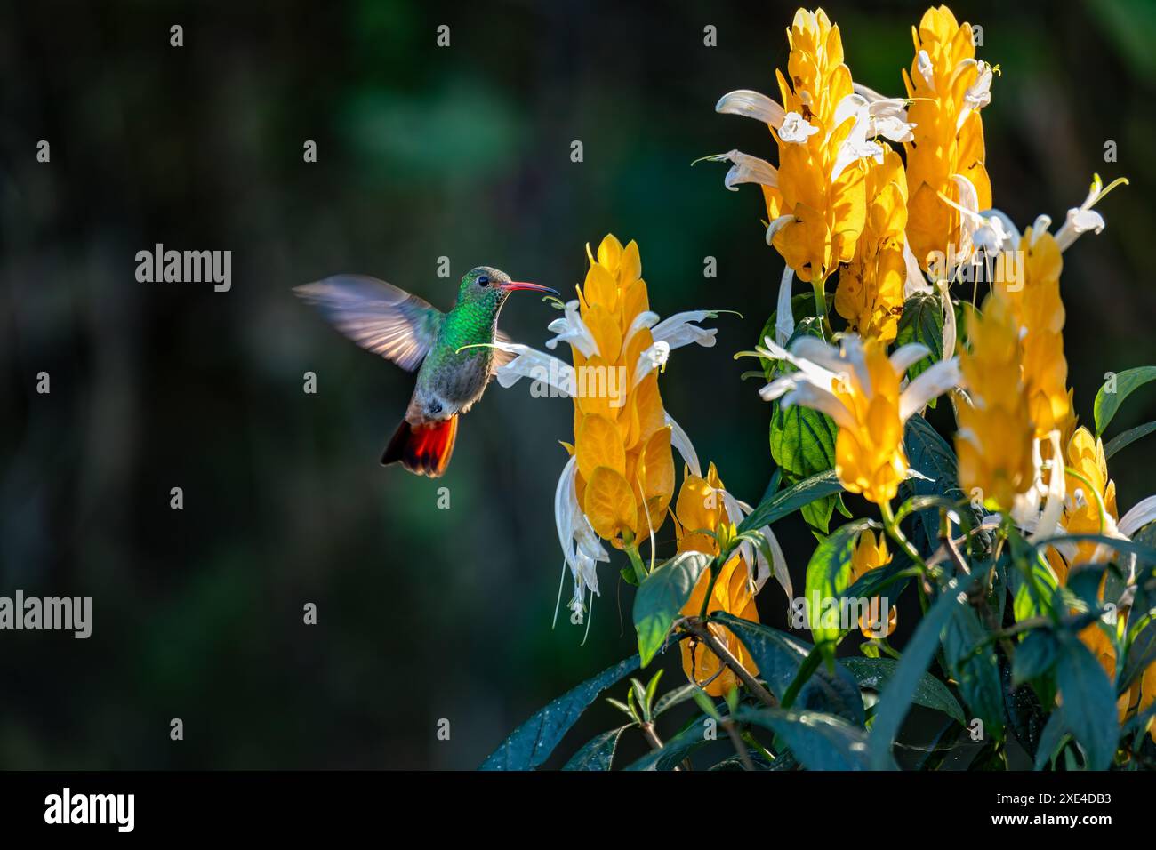 Crowned woodnymph (Thalurania colombica) female hummingbird. Minca ...