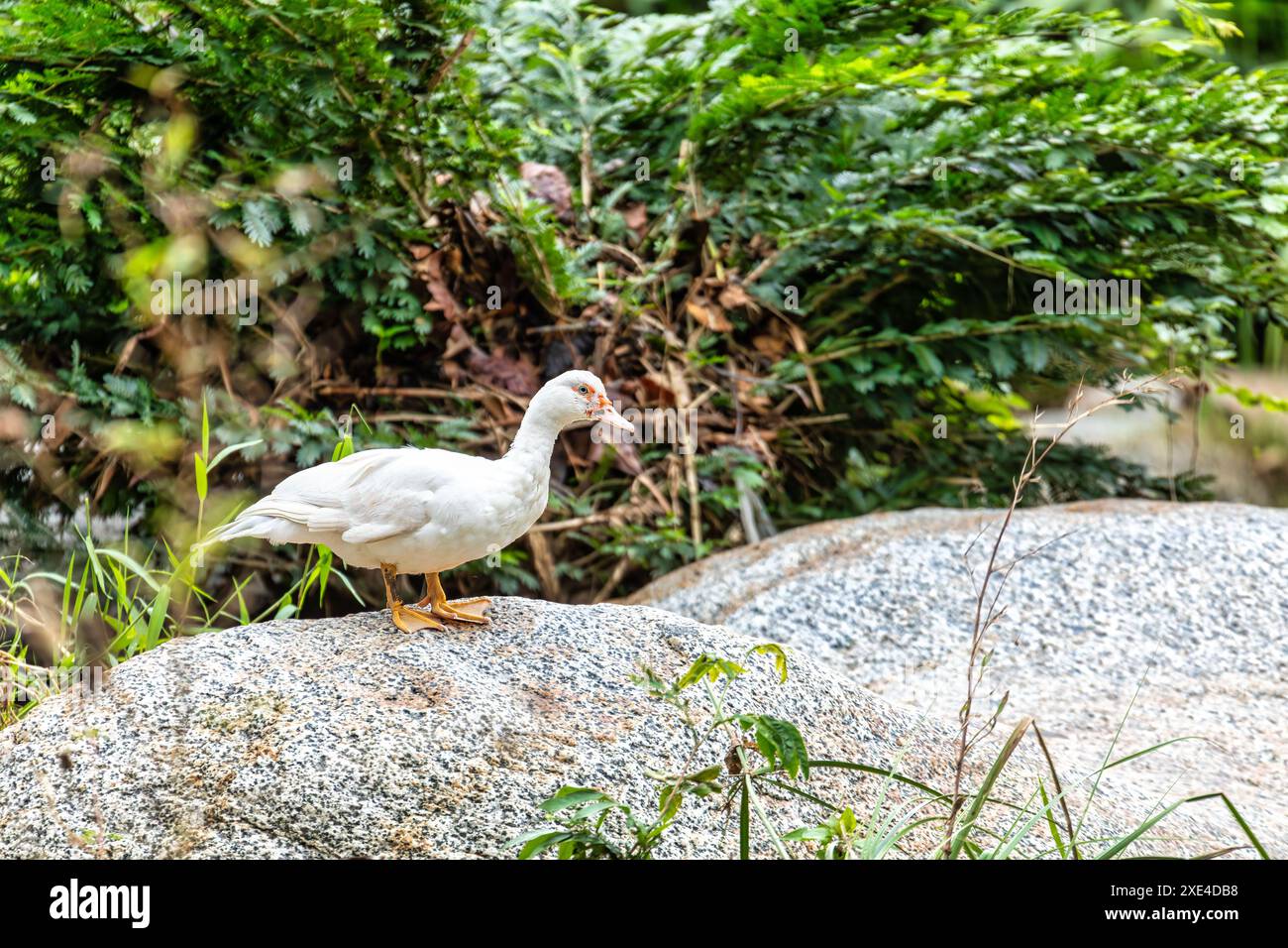 Muscovy duck (Cairina moschata). Tayrona, Caribbean region. Wildlife ...