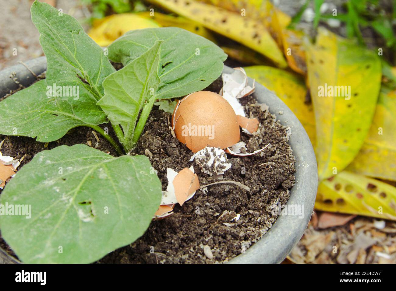 Egg shells and plants, the benefits of calcium from egg shells are good ...