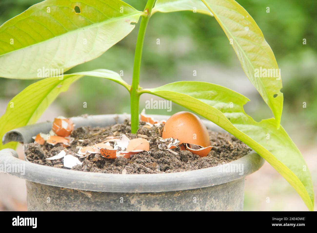 Egg shells and plants, the benefits of calcium from egg shells are good ...