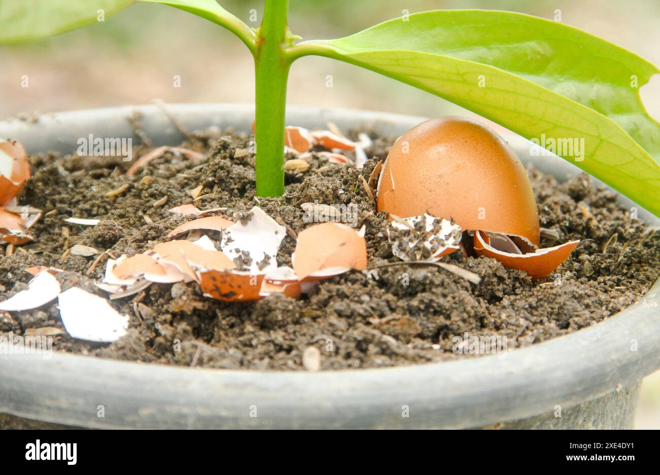 Egg shells and plants, the benefits of calcium from egg shells are good ...