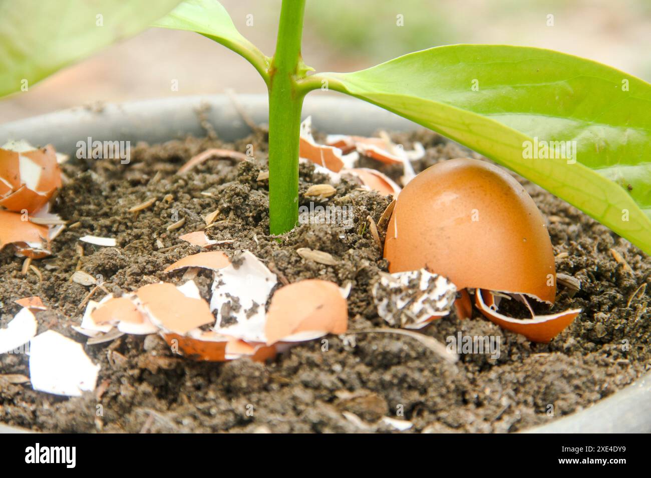 Egg shells and plants, the benefits of calcium from egg shells are good ...