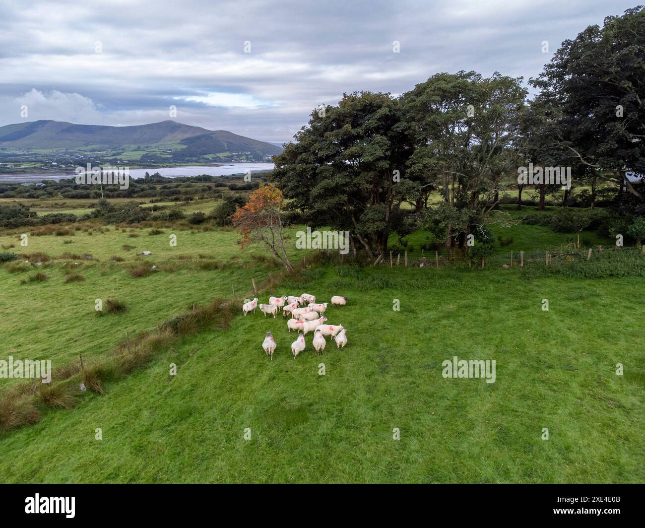 Small flock of sheep Stock Photo - Alamy