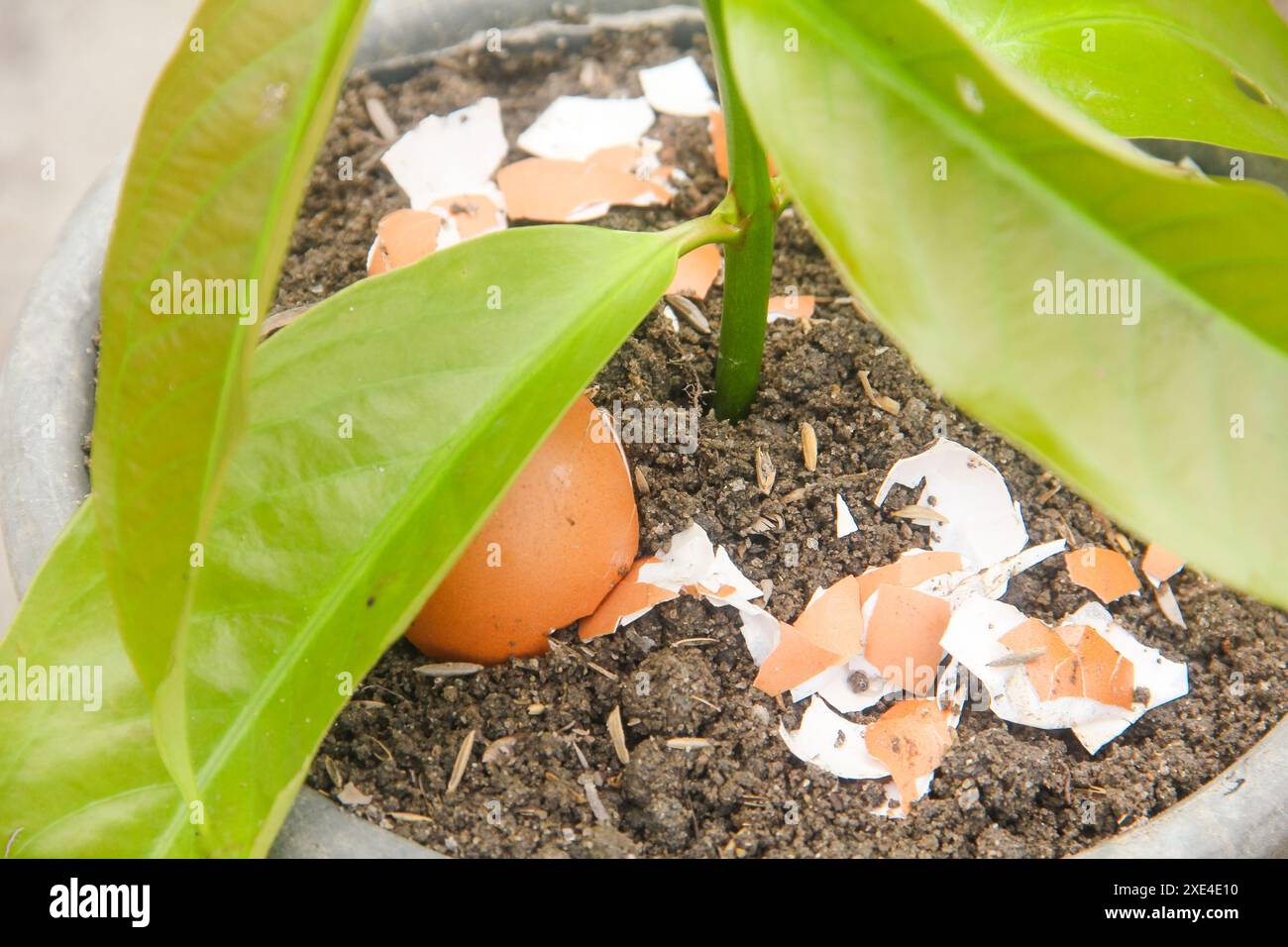 Egg shells and plants, the benefits of calcium from egg shells are good ...