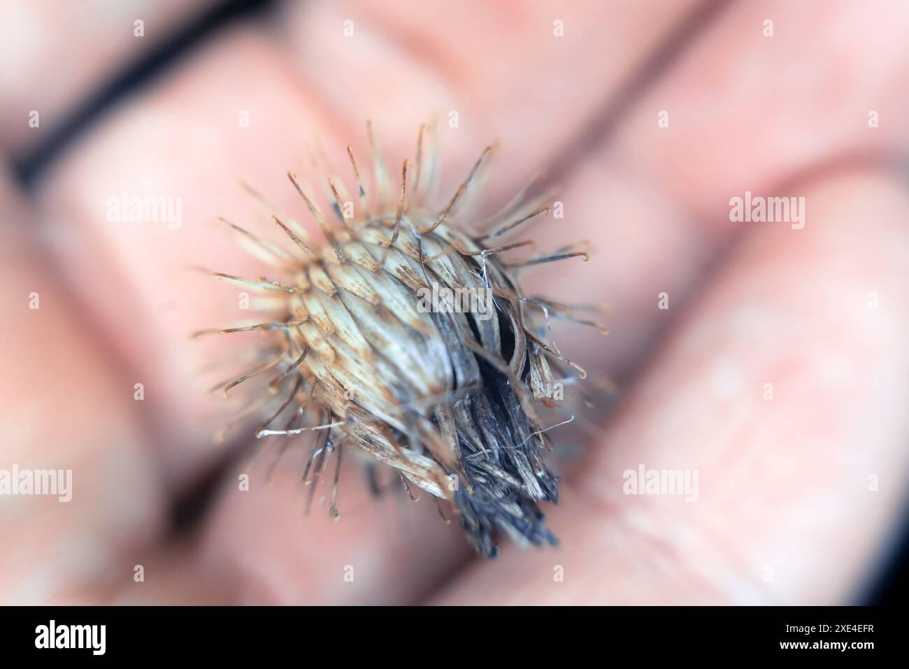 Burdock seeds dispersal human hi-res stock photography and images - Alamy