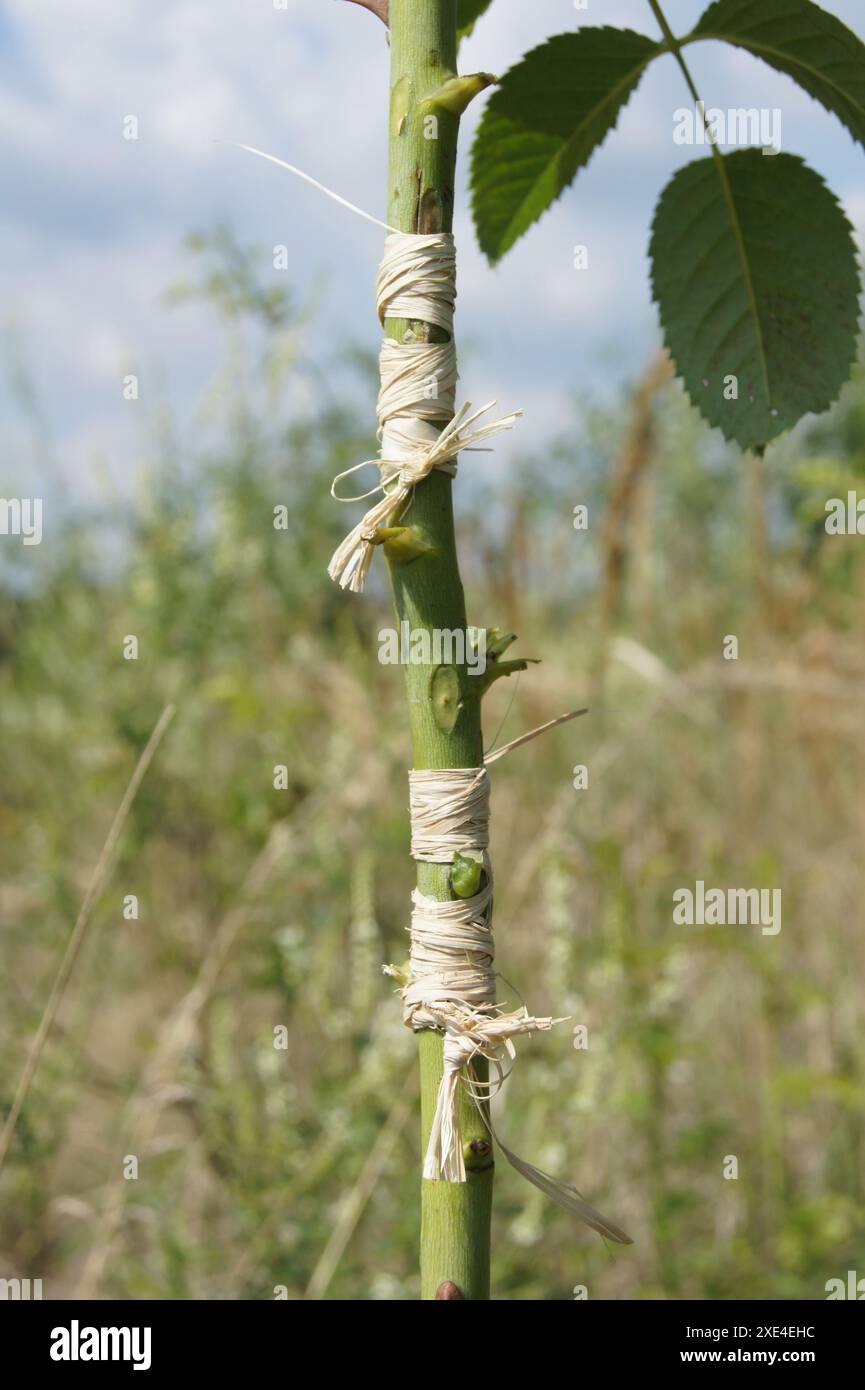 Raphia hi-res stock photography and images - Alamy