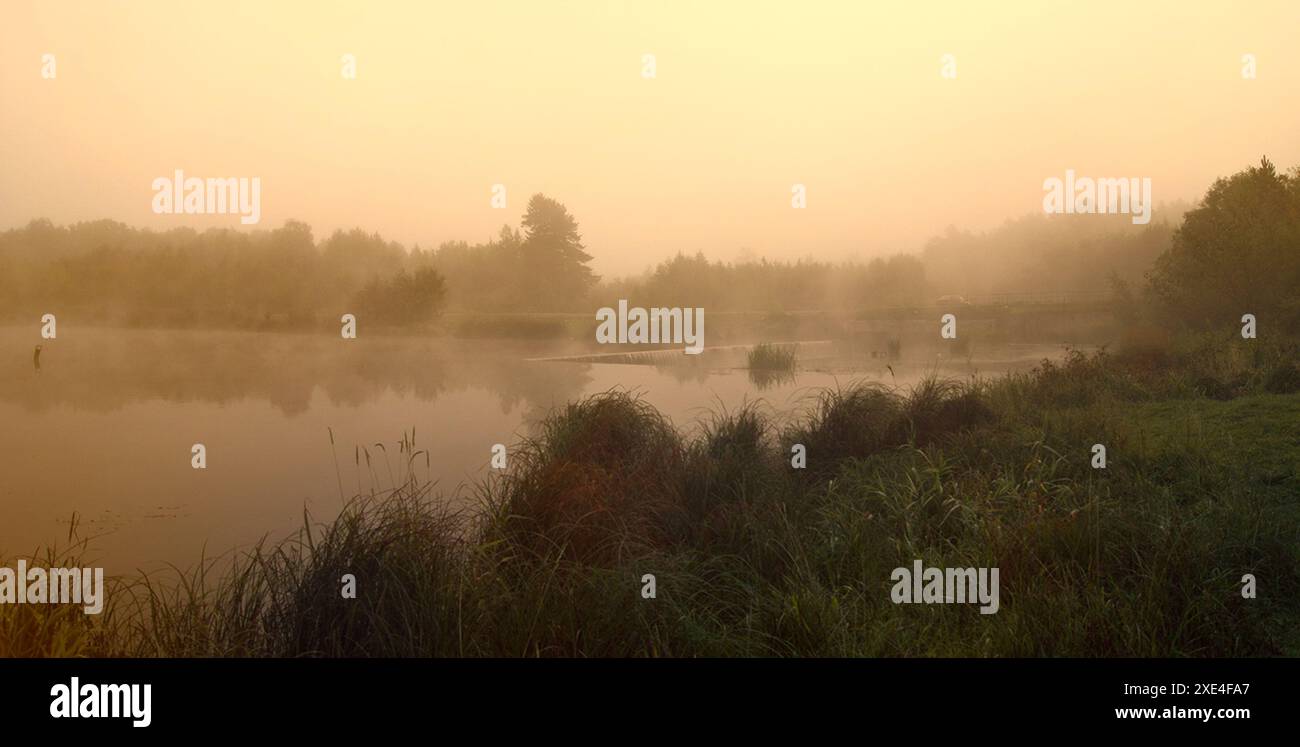 Natural landscape. Grass and trees in the forest. Untouched nature ...
