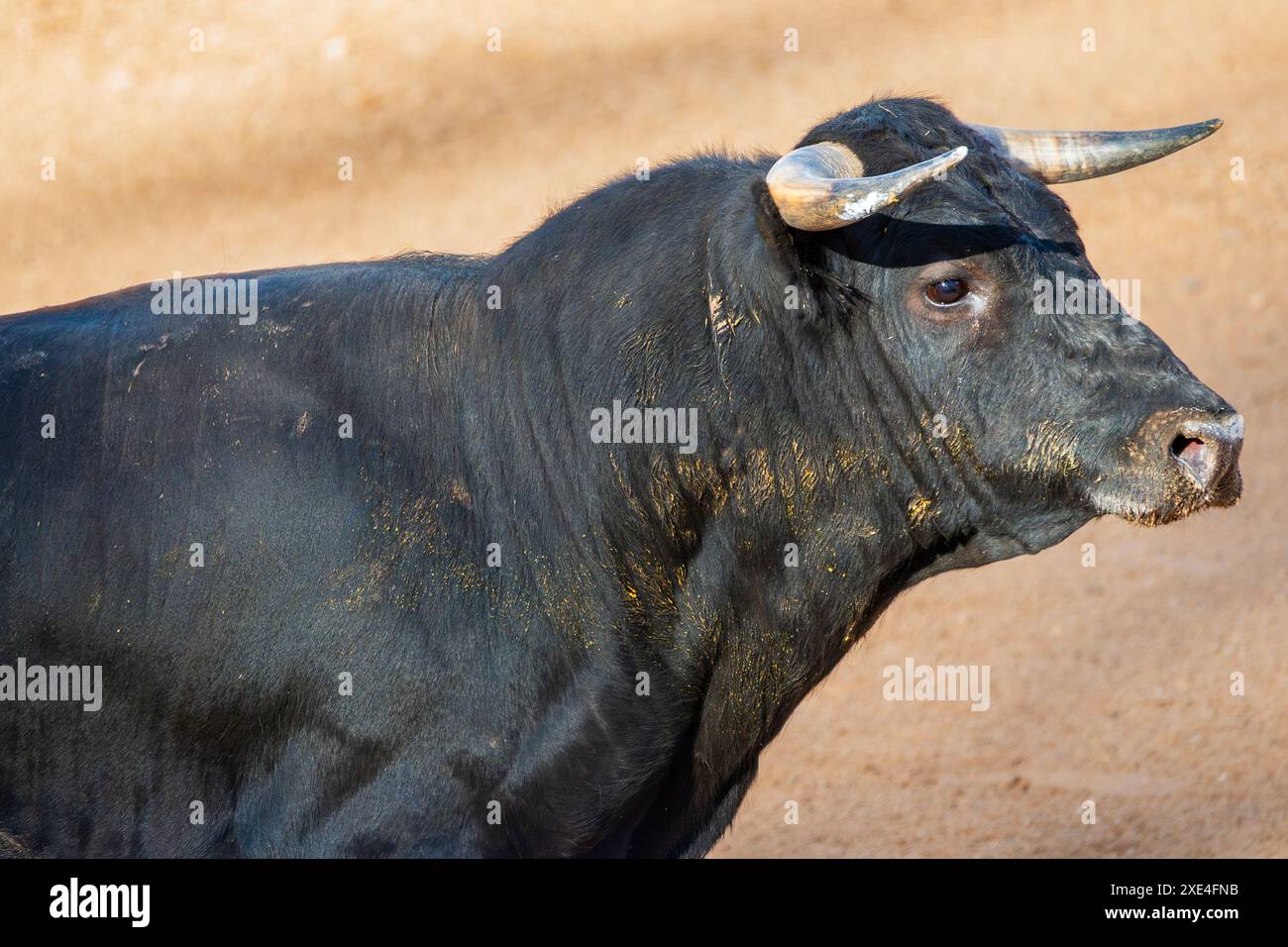 Brave bull in the bullfight arena, Raging bull ready to ram Stock Photo ...