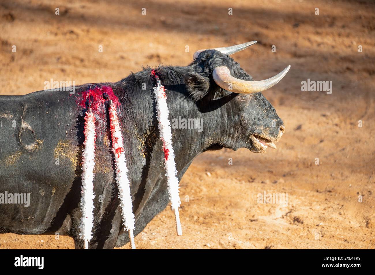 Brave bull in the bullfight arena, Raging bull ready to ram. High ...