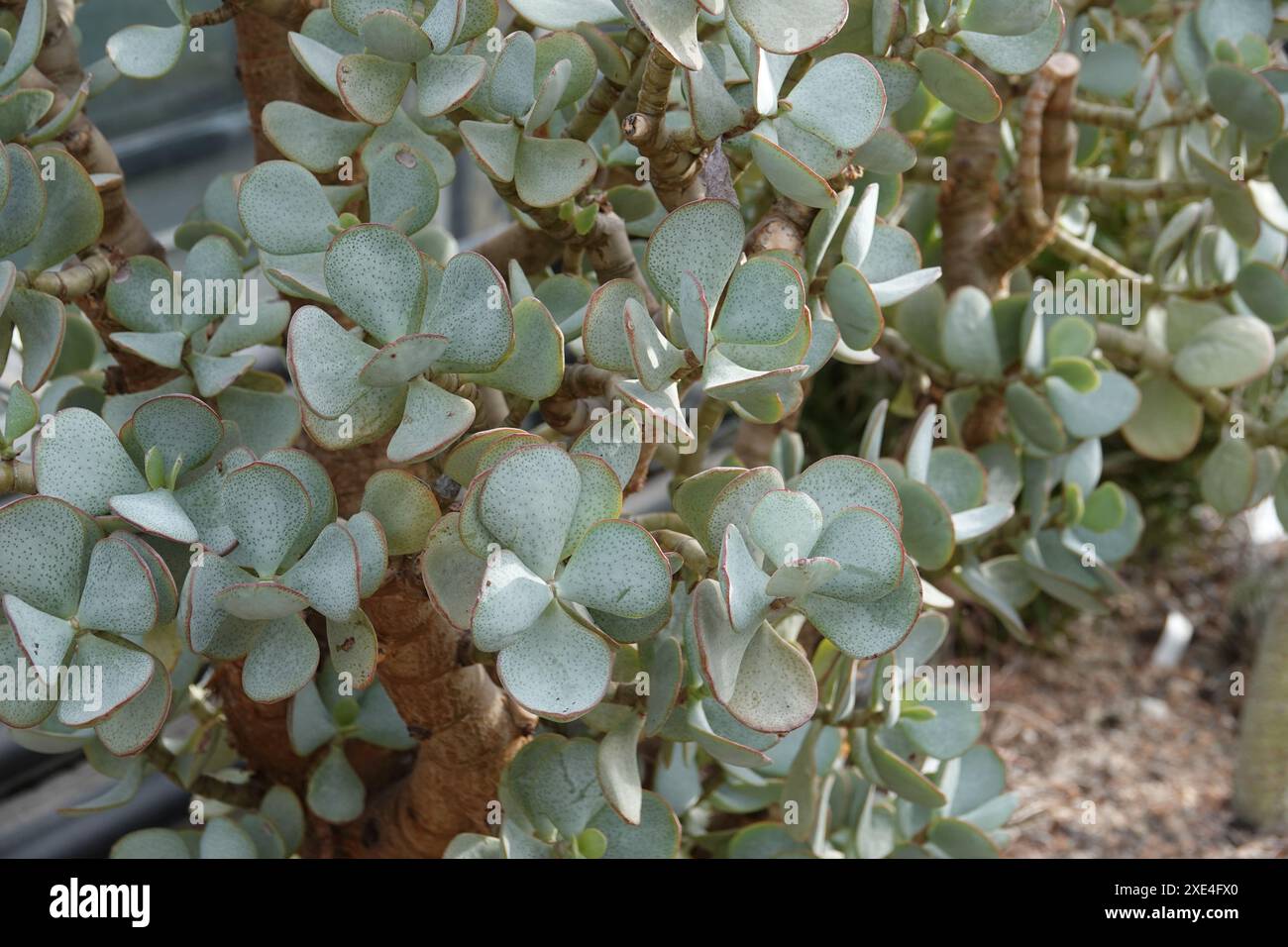 Dollar plant crassula hi-res stock photography and images - Alamy