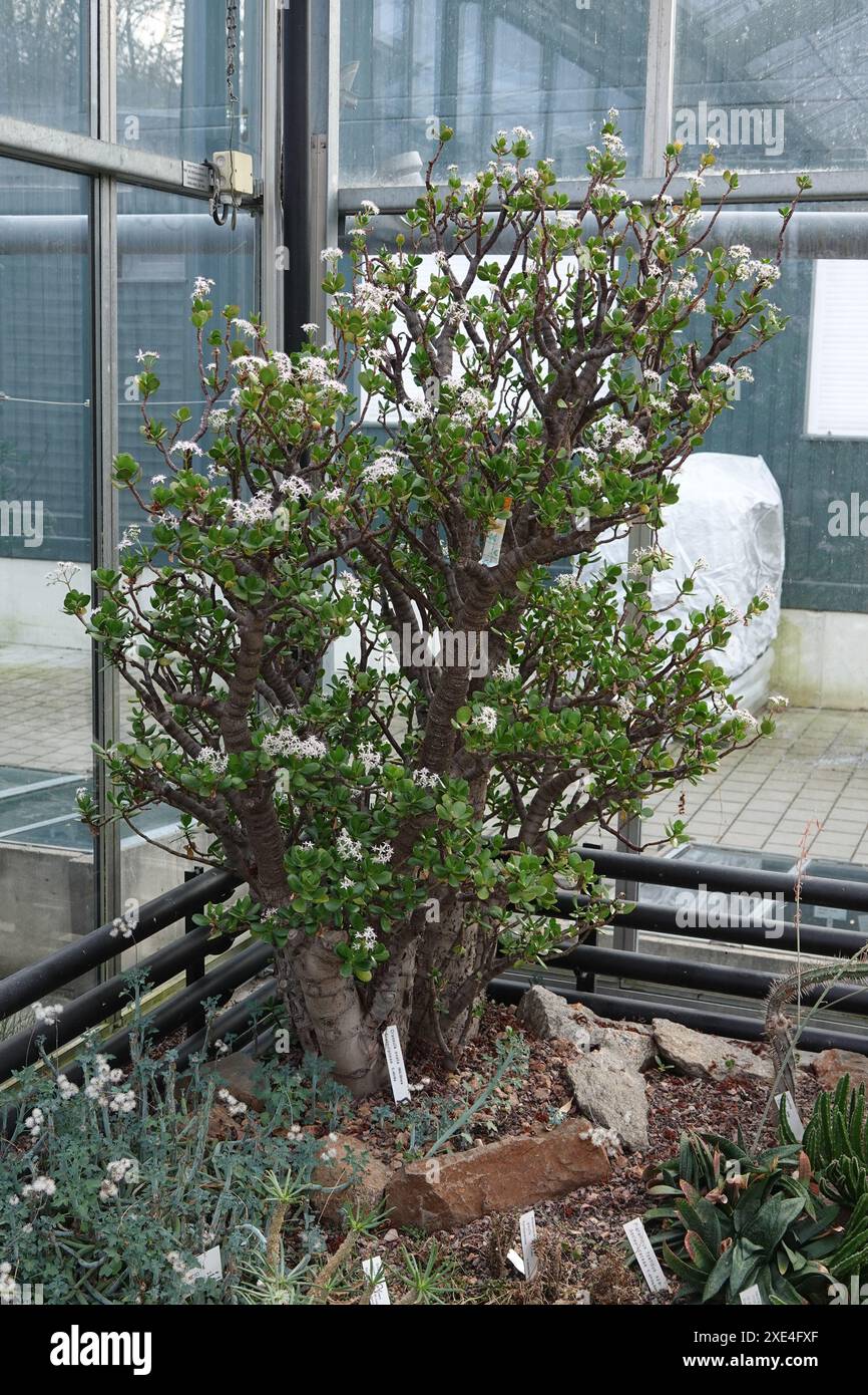 Crassula ovata, Geldbaum, money tree002 Stock Photo - Alamy
