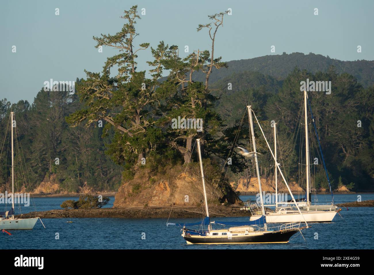 Yachts anchored next to tree covered islet in the Bay of Islands, New ...
