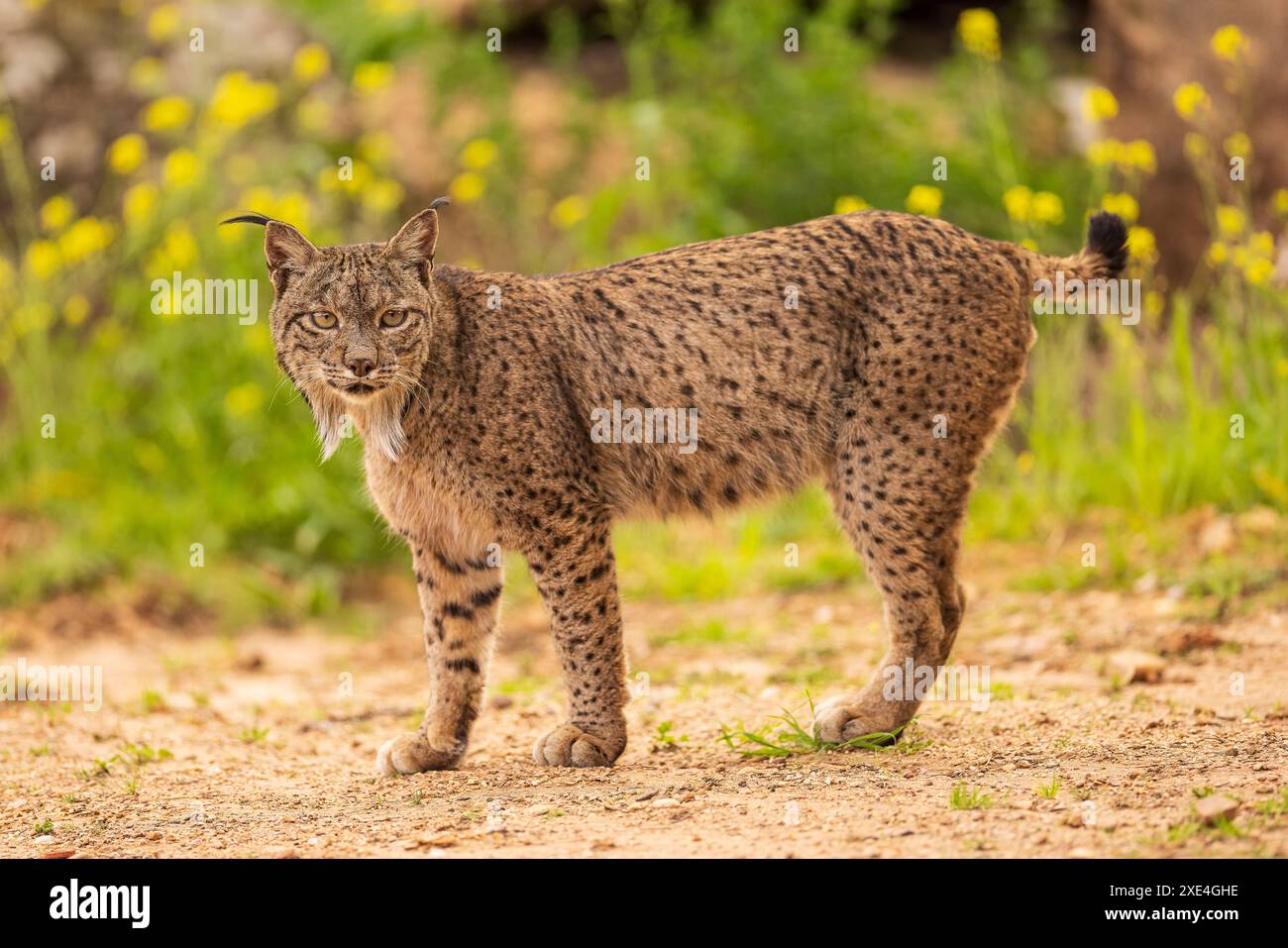 Iberian lynx male (Lynx pardinus) Sierra de Andujar. Jaen province ...