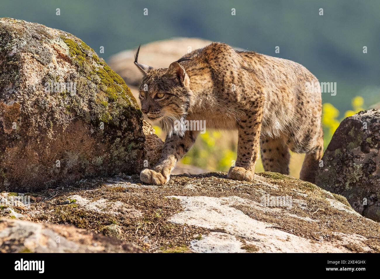 Iberian lynx male (Lynx pardinus) Sierra de Andujar. Jaen province ...