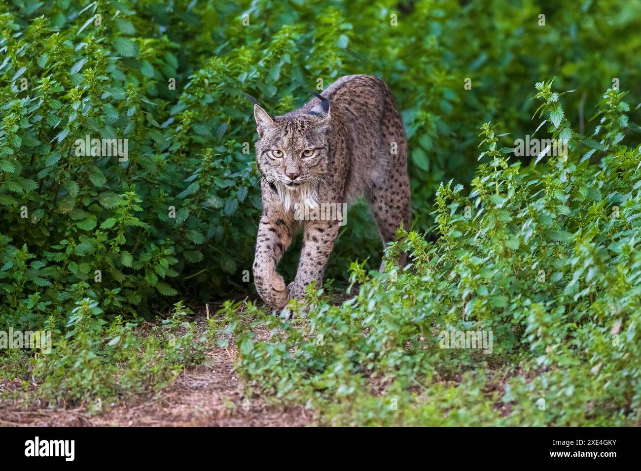 Iberian lynx male (Lynx pardinus) Sierra de Andujar. Jaen province ...