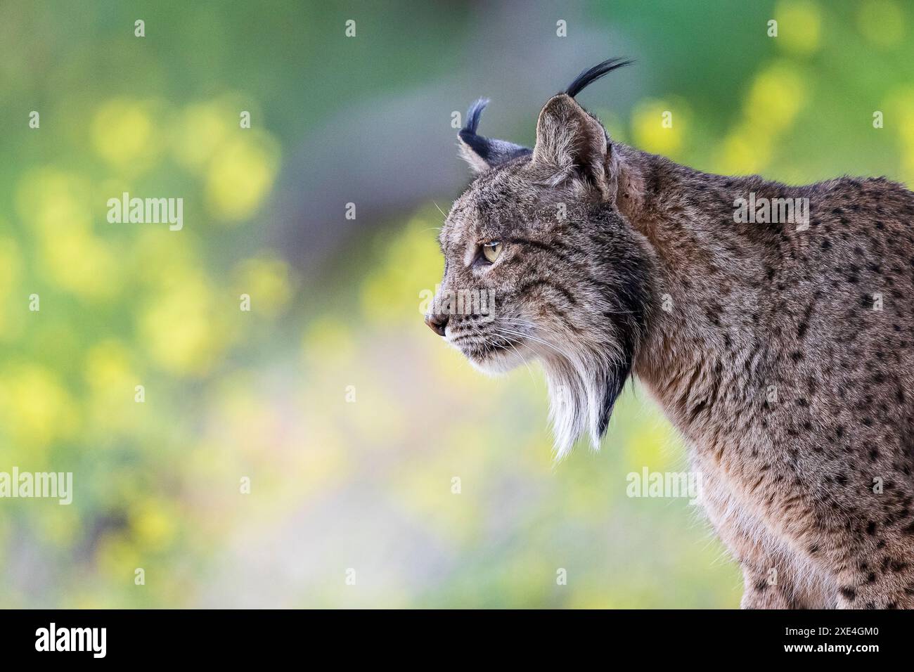 Iberian lynx male (Lynx pardinus) Sierra de Andujar. Jaen province ...