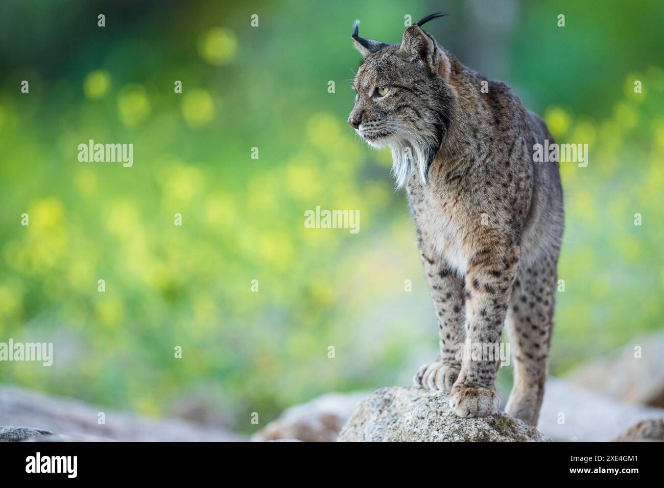 Iberian lynx male (Lynx pardinus) Sierra de Andujar. Jaen province ...