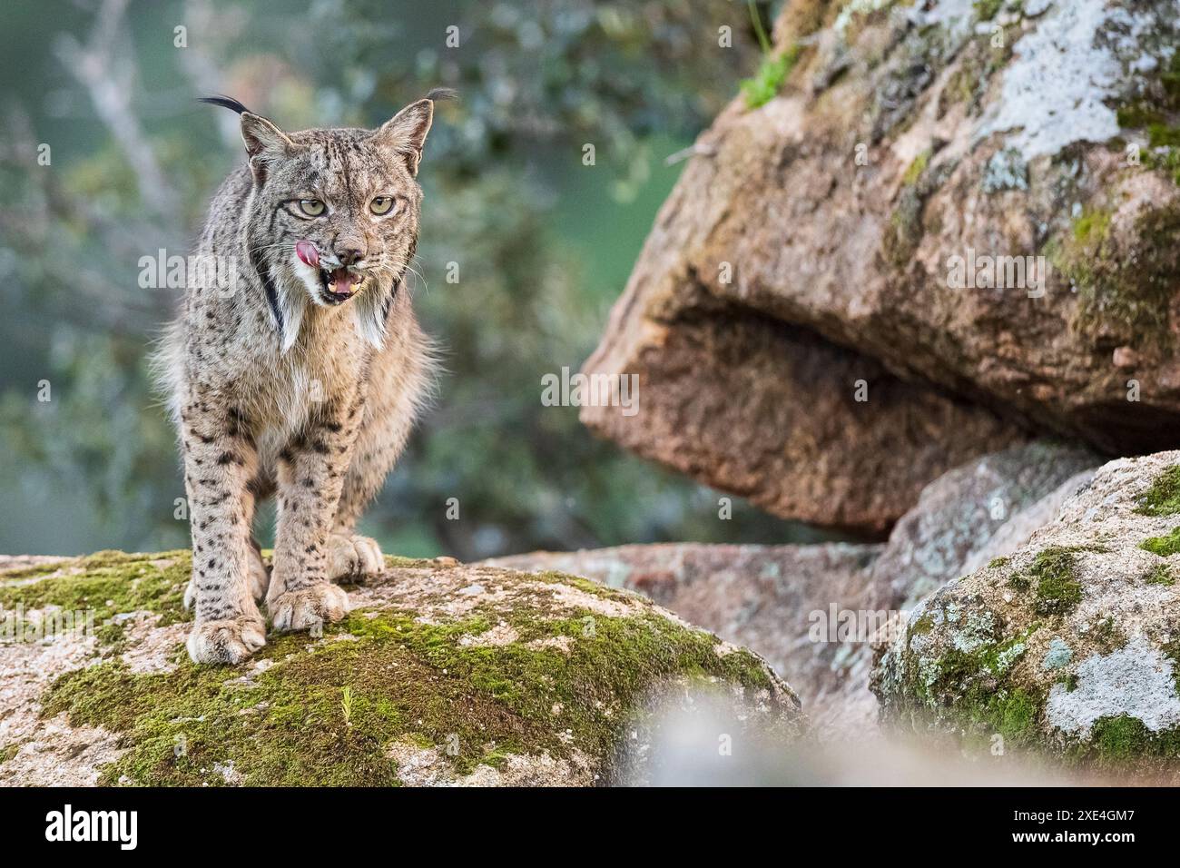 Iberian lynx (Lynx pardinus) Sierra de Andujar. Jaen province. Spain ...