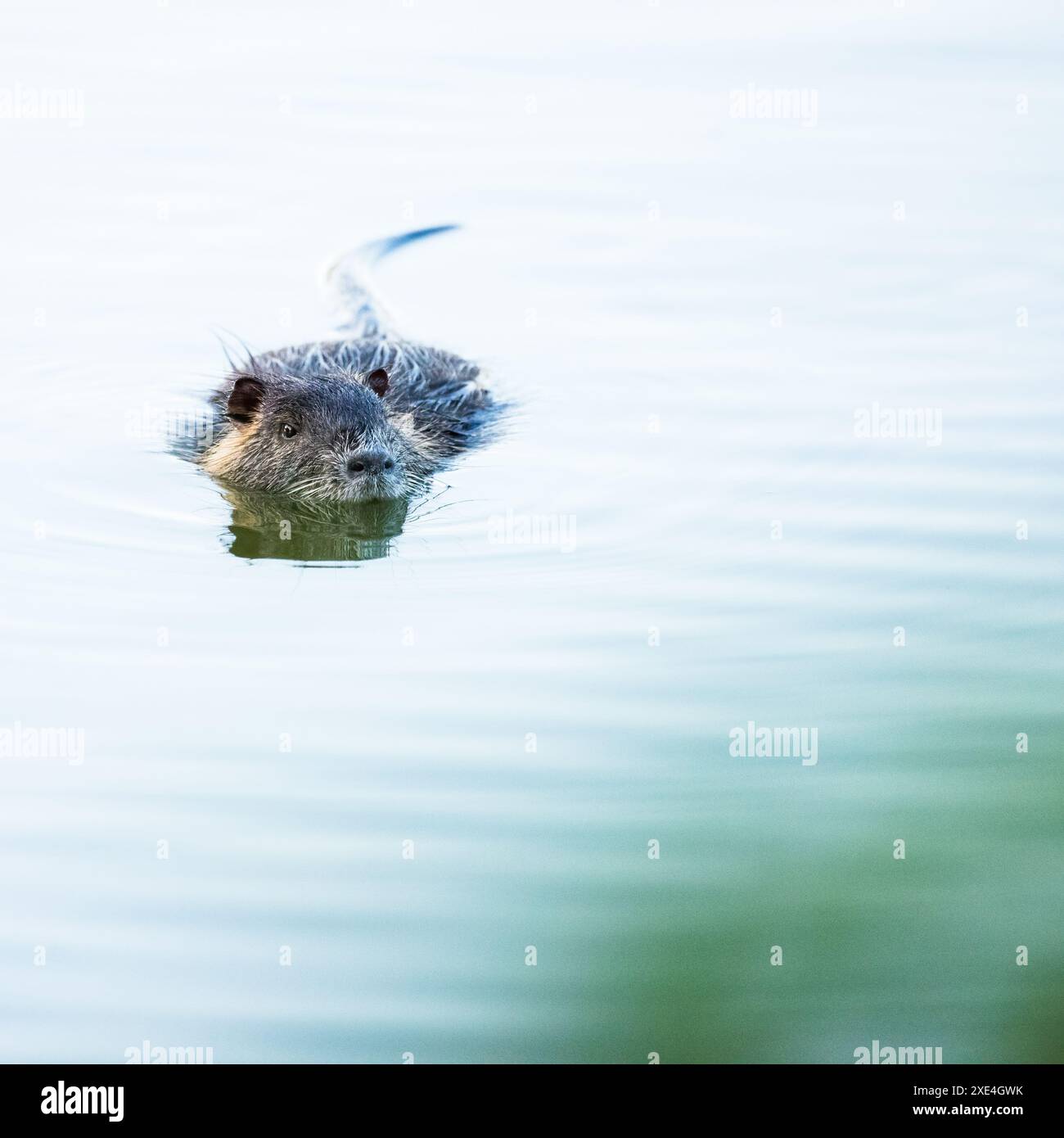Close detail of wild Coypu (Nutria) swimming in a stream and watching ...