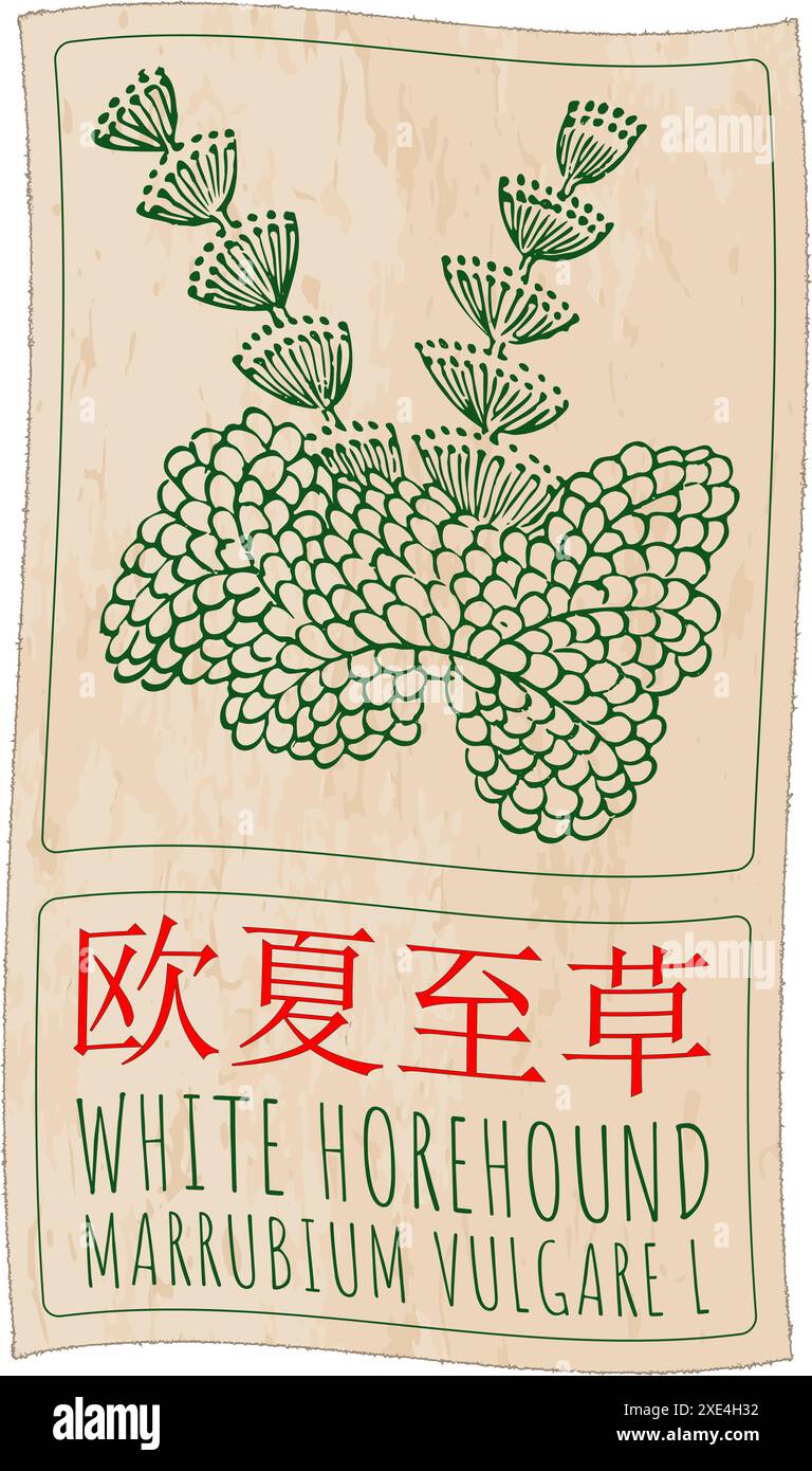 Vector drawing WHITE HOREHOUND in Chinese. Hand drawn illustration. The ...