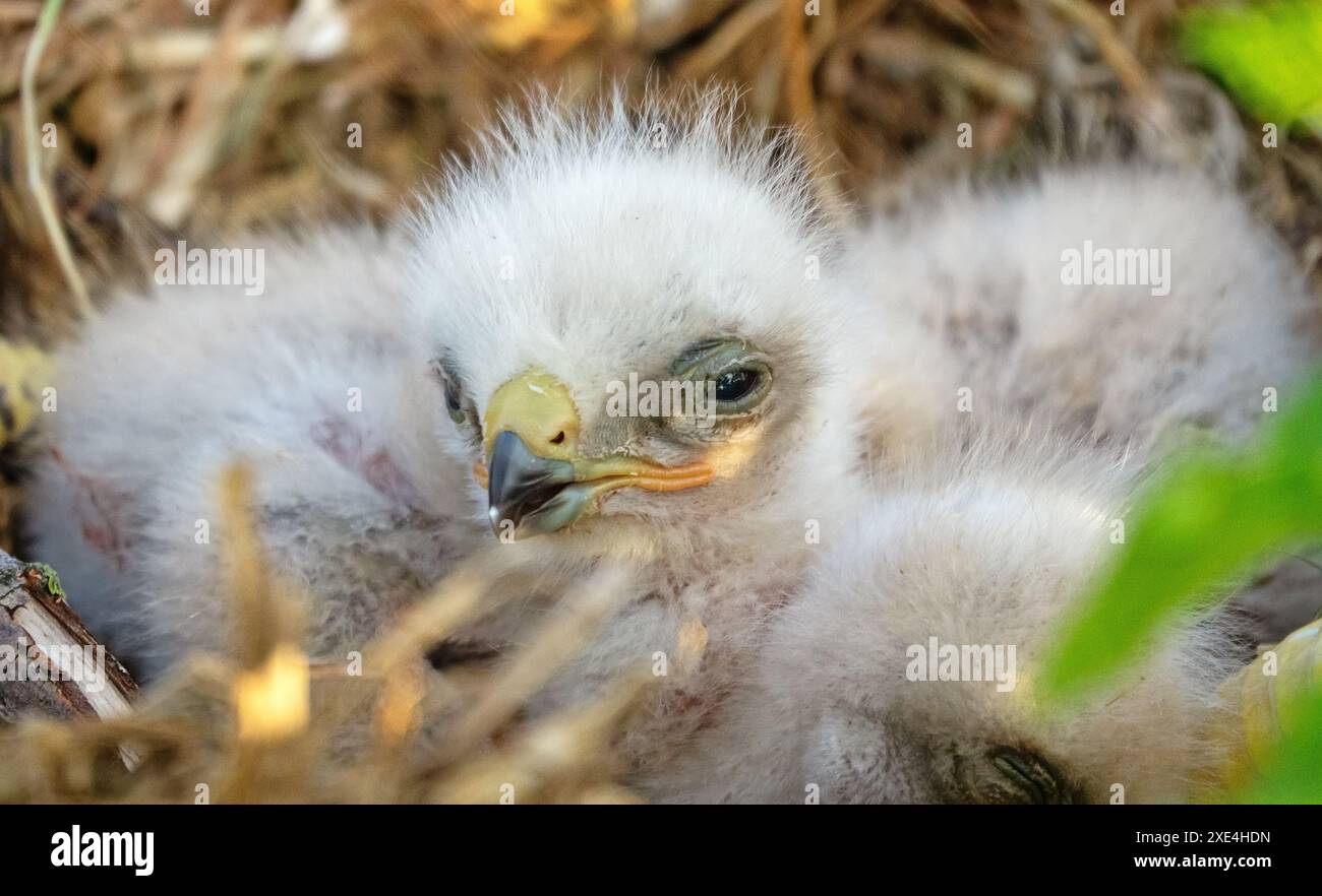 Long-legged buzzard nestlings and Balkan snake Stock Photo - Alamy