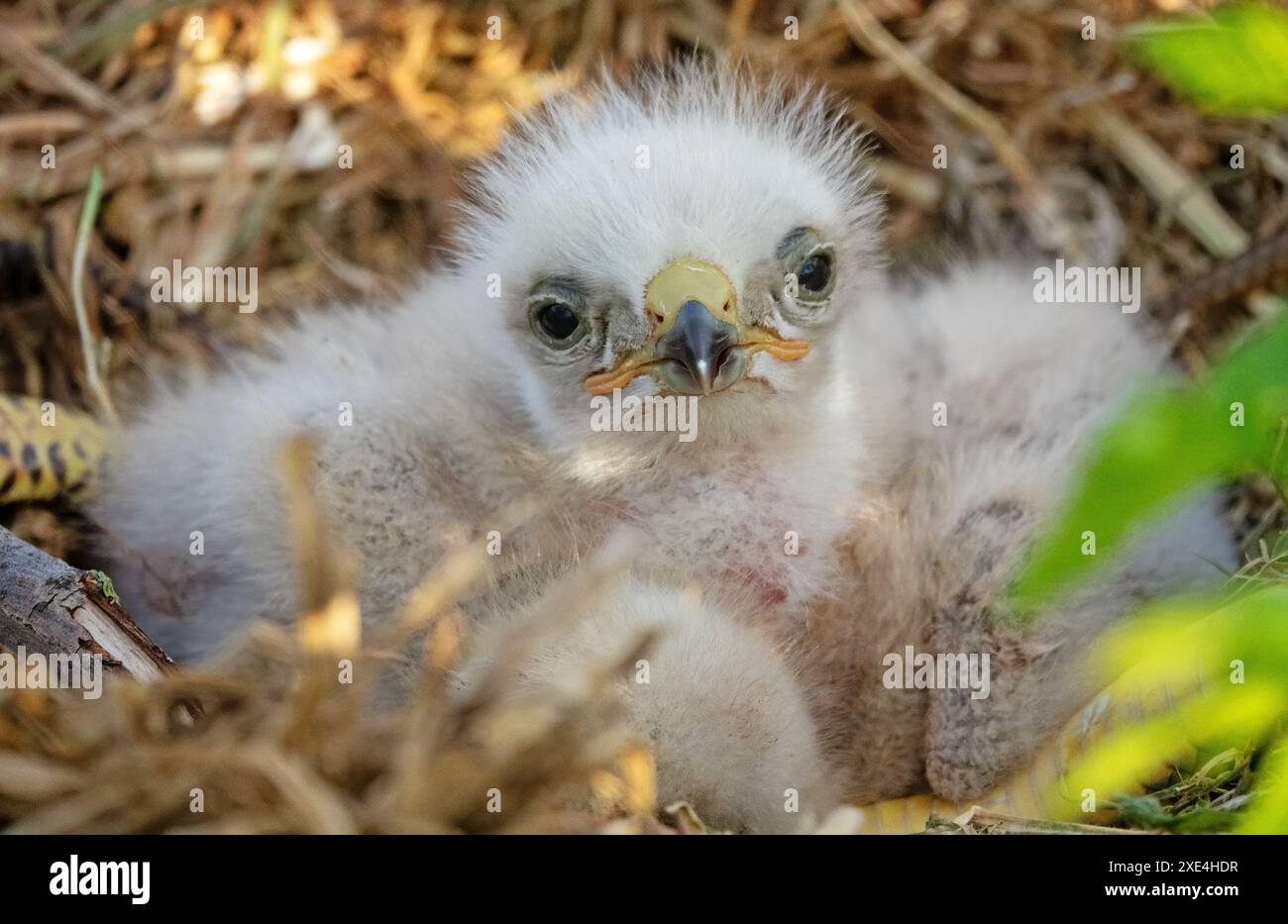 Long-legged buzzard nestlings and Balkan snake Stock Photo - Alamy